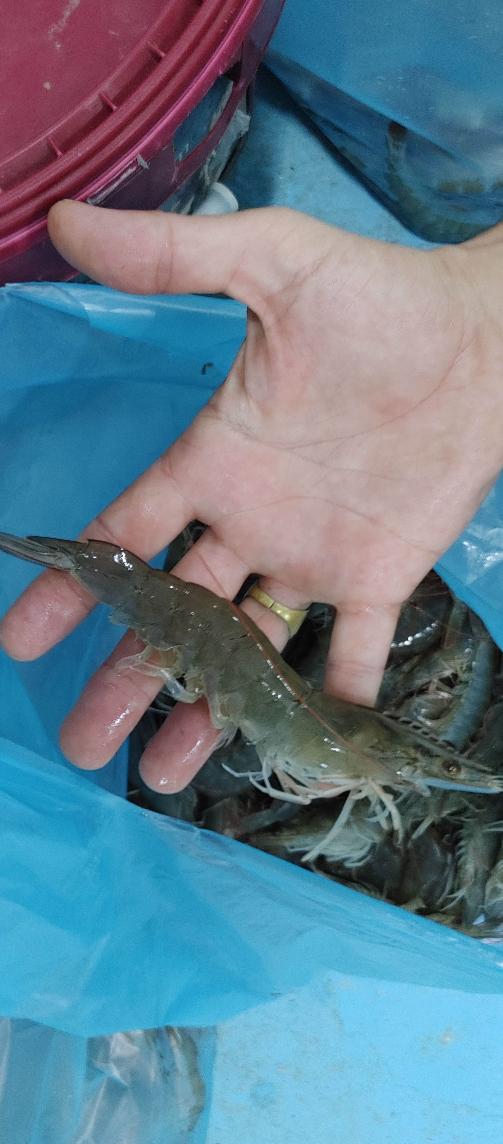 Prawn cheers. Bulgarian vannamei ups production. vannamei.eu ...